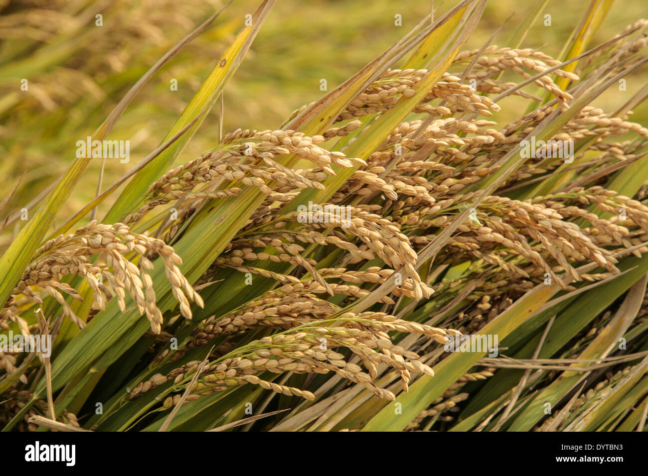 A rice field in Shanghai Stock Photo - Alamy