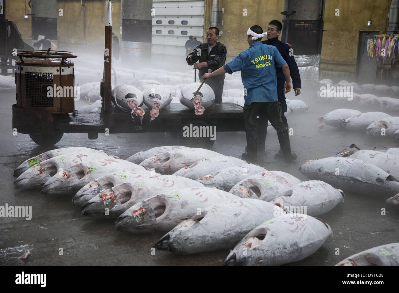 Workers transport tuna fish at Tsukiji market in Tokyo Stock Photo - Alamy