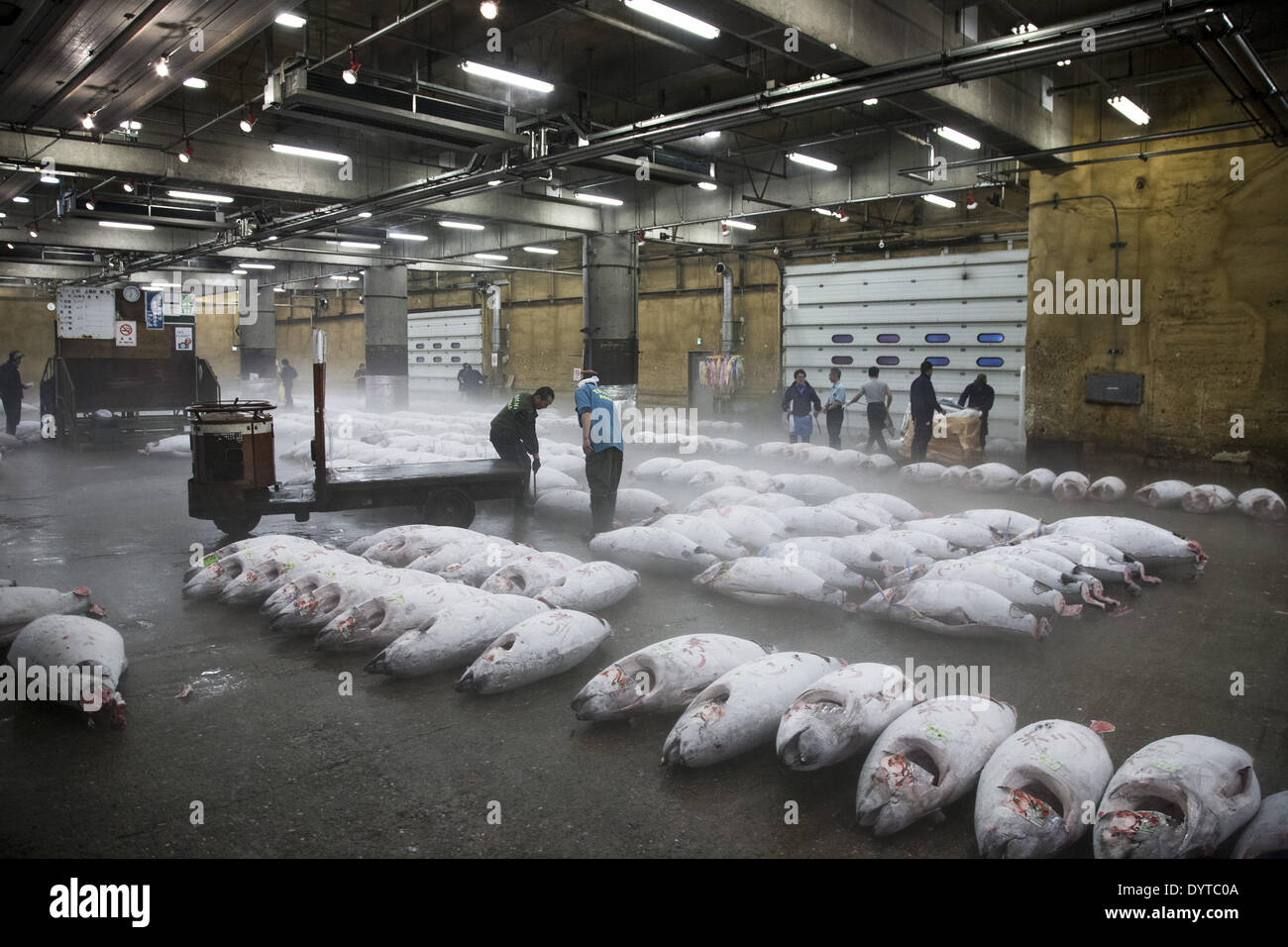 Workers transport tuna fish at Tsukiji market in Tokyo Stock Photo - Alamy