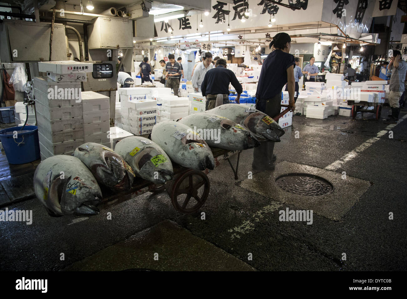 Workers transport tuna fish at Tsukiji market in Tokyo Stock Photo - Alamy