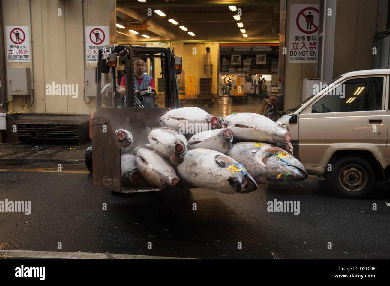 Workers transport tuna fish at Tsukiji market in Tokyo Stock Photo - Alamy