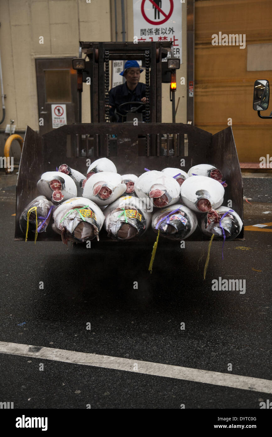 Workers transport tuna fish at Tsukiji market in Tokyo Stock Photo - Alamy