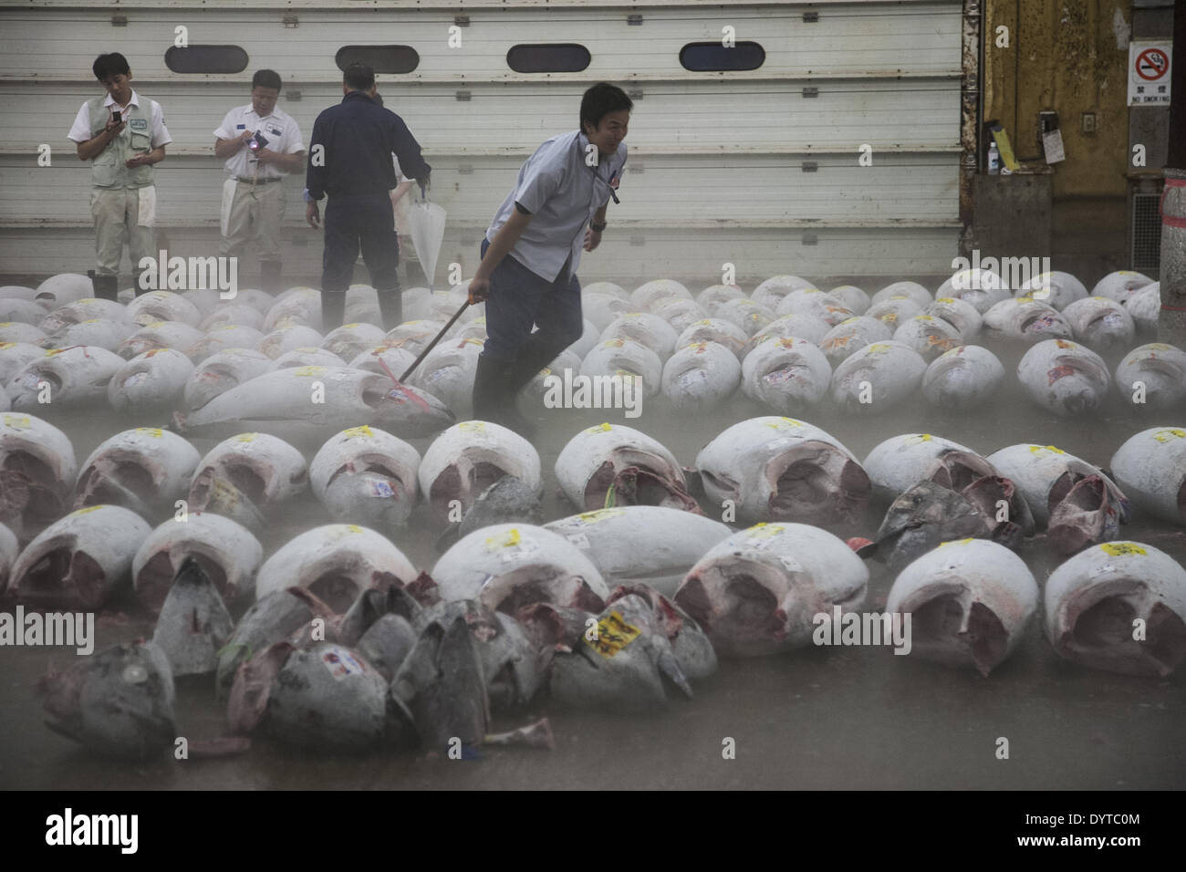 Workers transport tuna fish at Tsukiji market in Tokyo Stock Photo - Alamy