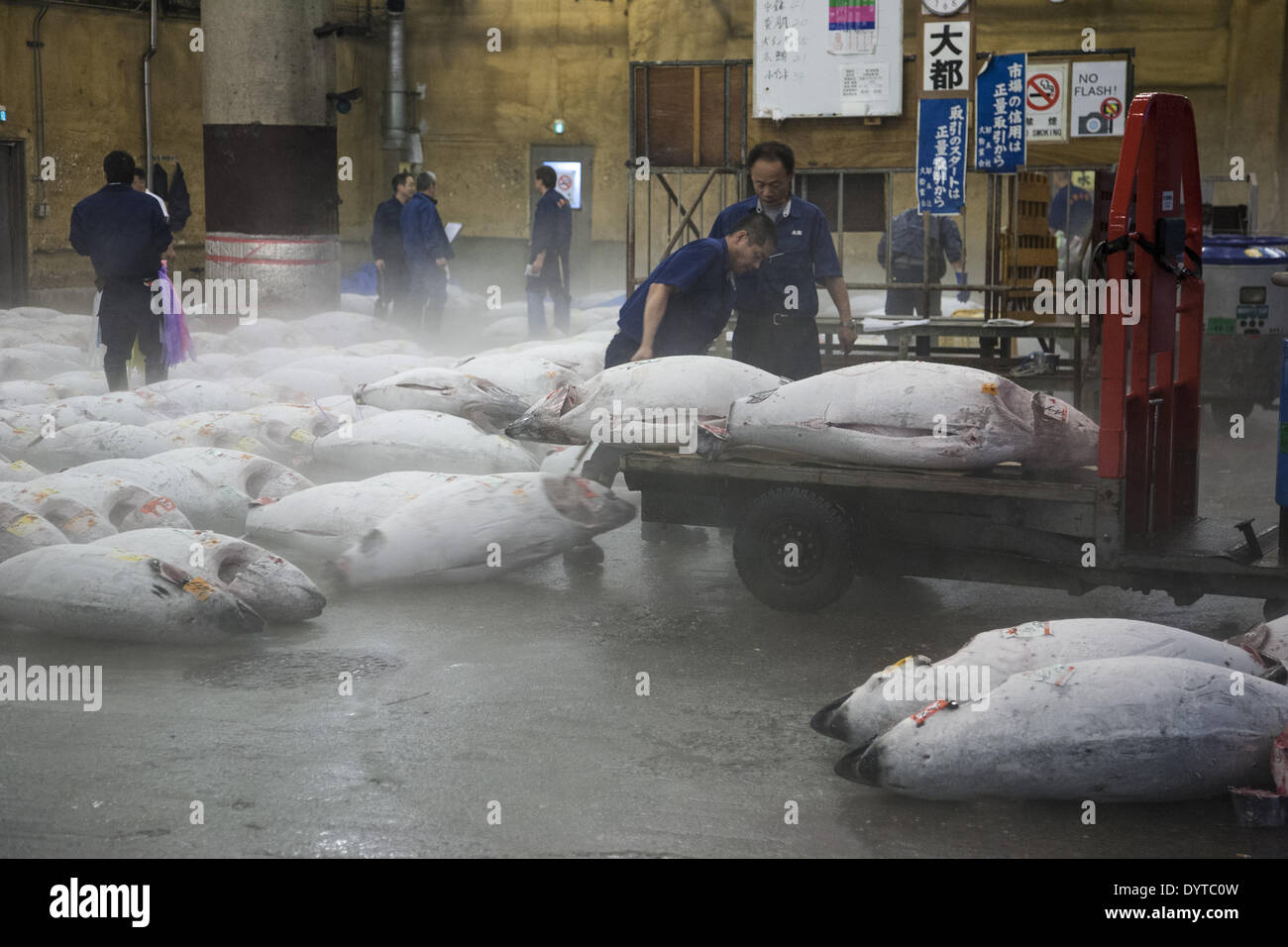 Workers transport tuna fish at Tsukiji market in Tokyo Stock Photo - Alamy