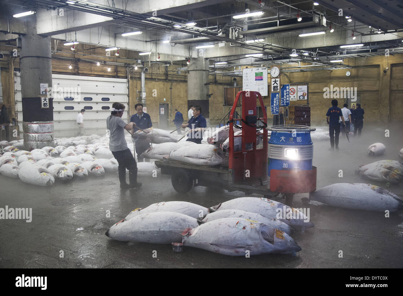 Workers transport tuna fish at Tsukiji market in Tokyo Stock Photo - Alamy