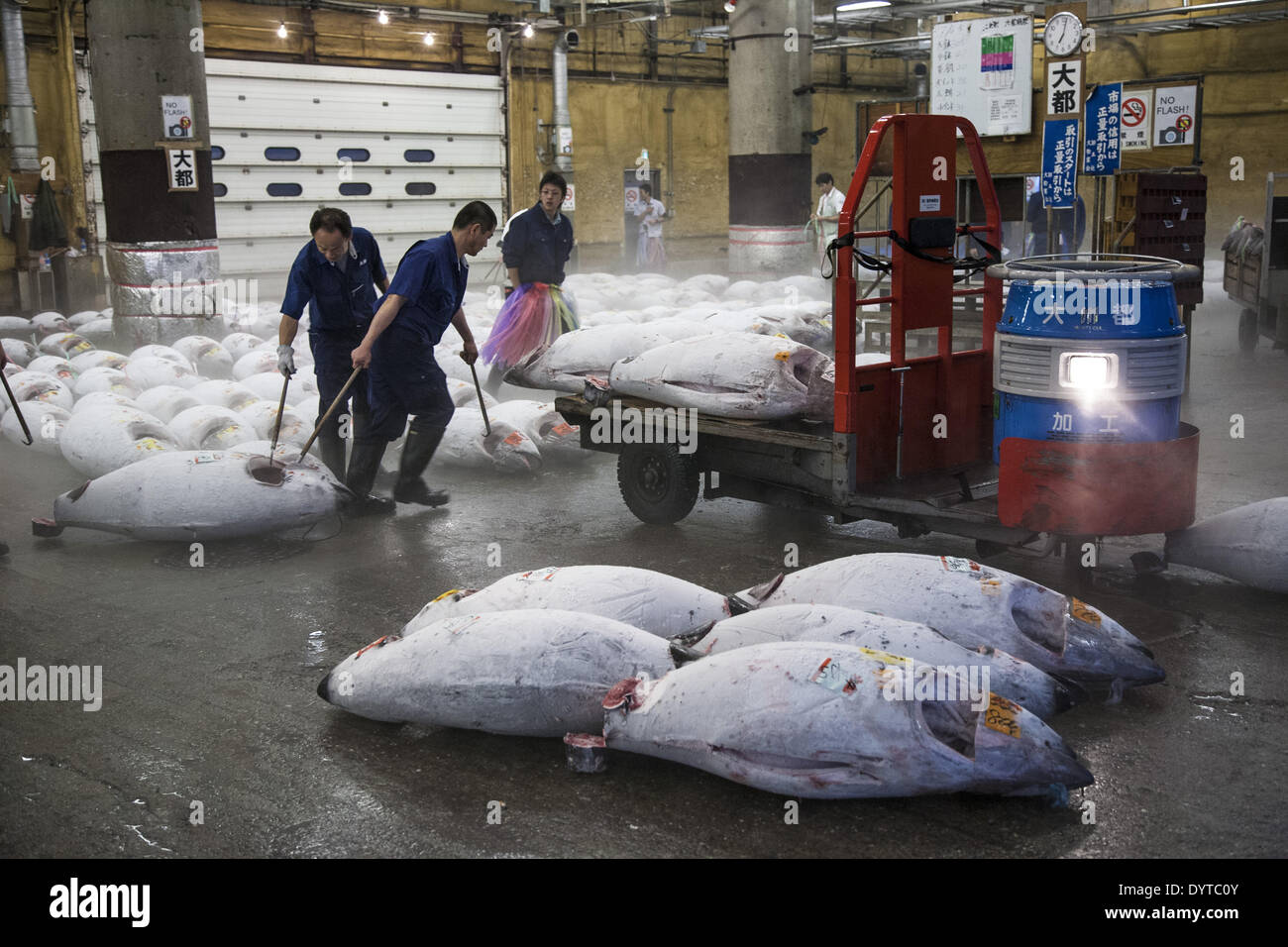 Workers transport tuna fish at Tsukiji market in Tokyo Stock Photo - Alamy