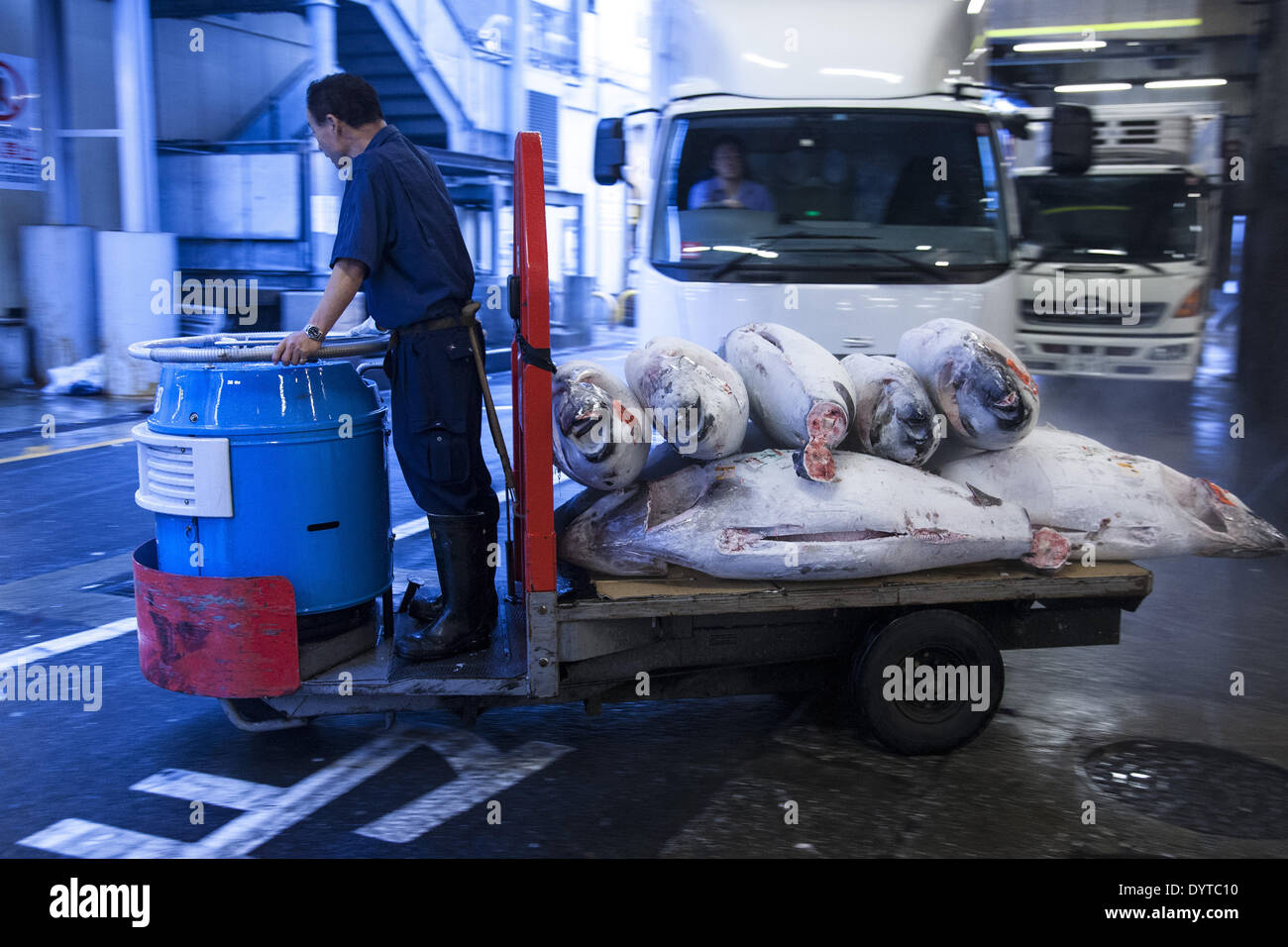 Workers transport tuna fish at Tsukiji market in Tokyo Stock Photo - Alamy