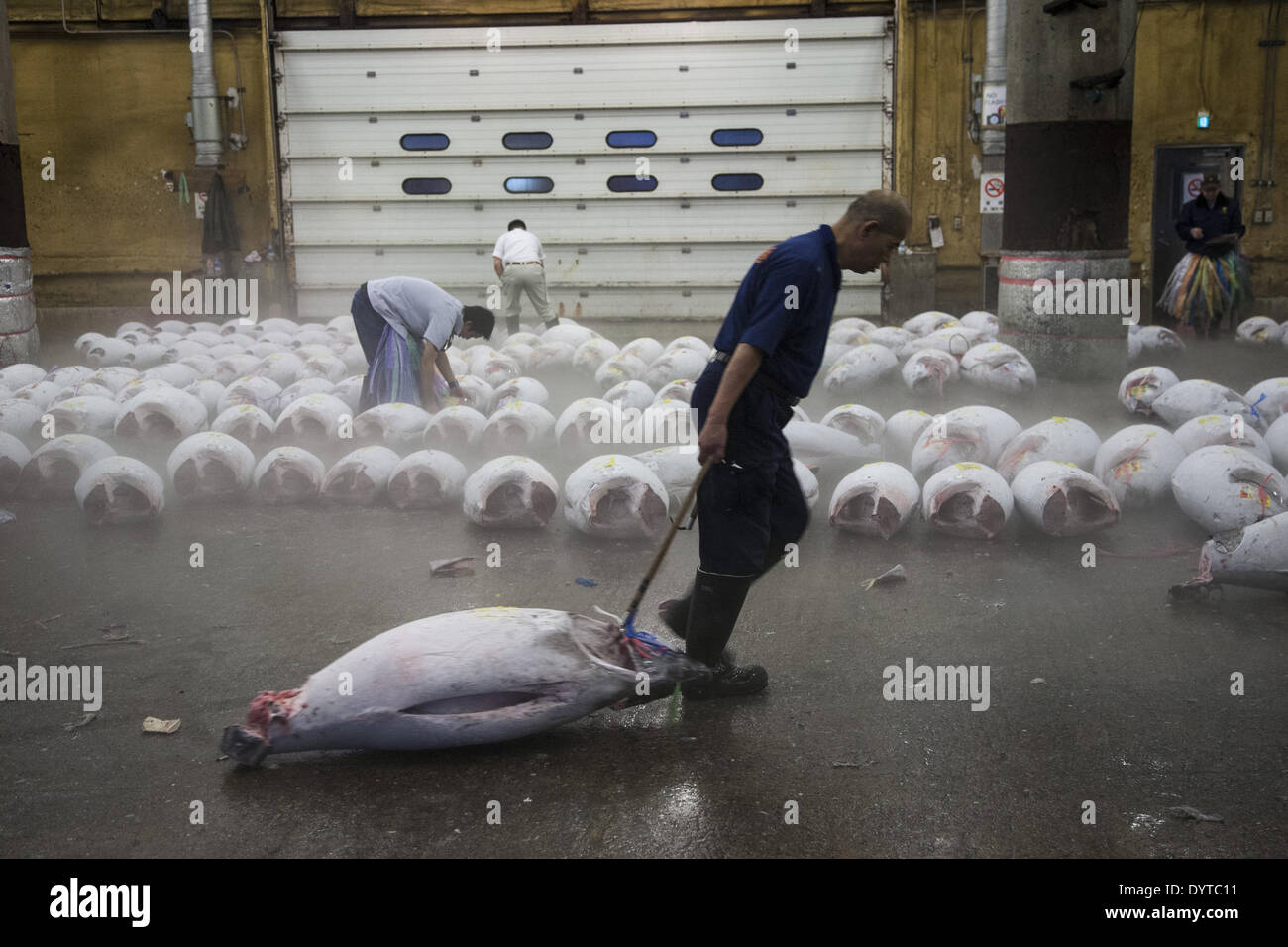 Workers transport tuna fish at Tsukiji market in Tokyo Stock Photo - Alamy
