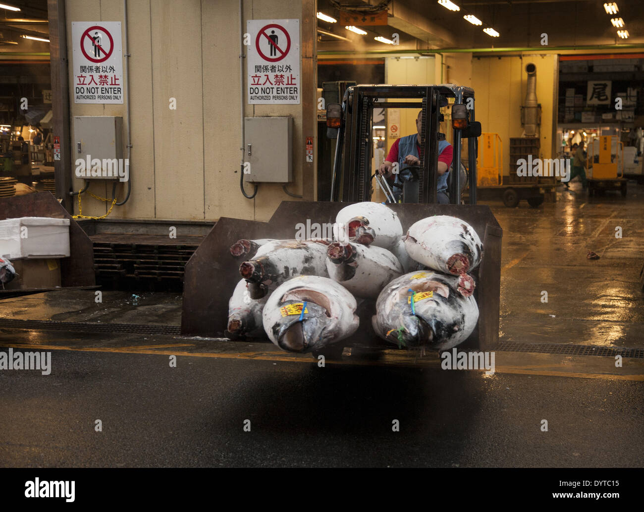 Workers transport tuna fish at Tsukiji market in Tokyo Stock Photo - Alamy