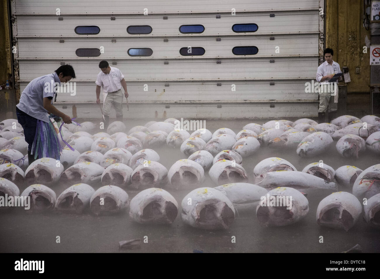 Workers classify tuna fish at Tsukiji market in Tokyo Stock Photo - Alamy