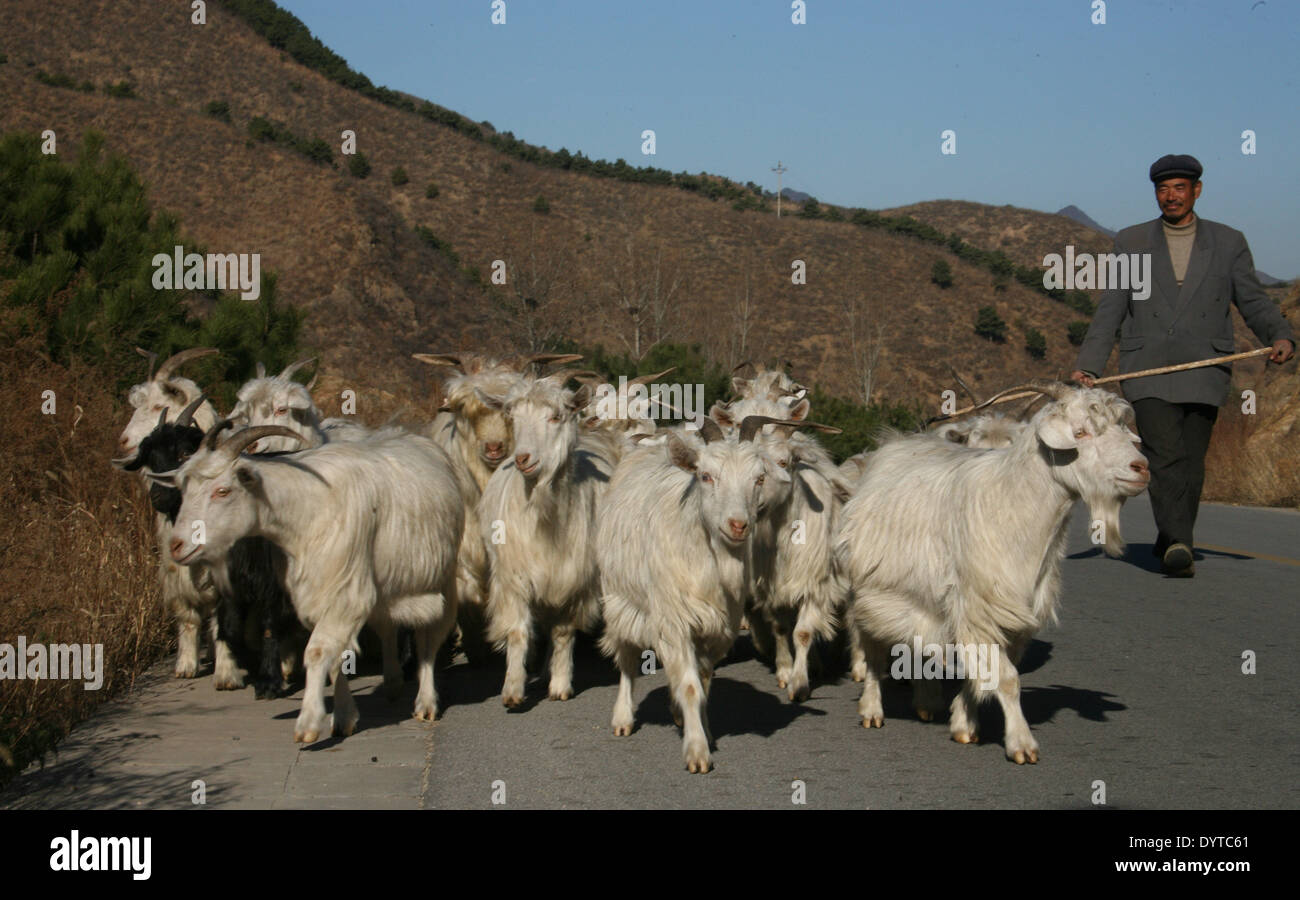 Human interest animal asia 2000 2009 hi-res stock photography and ...