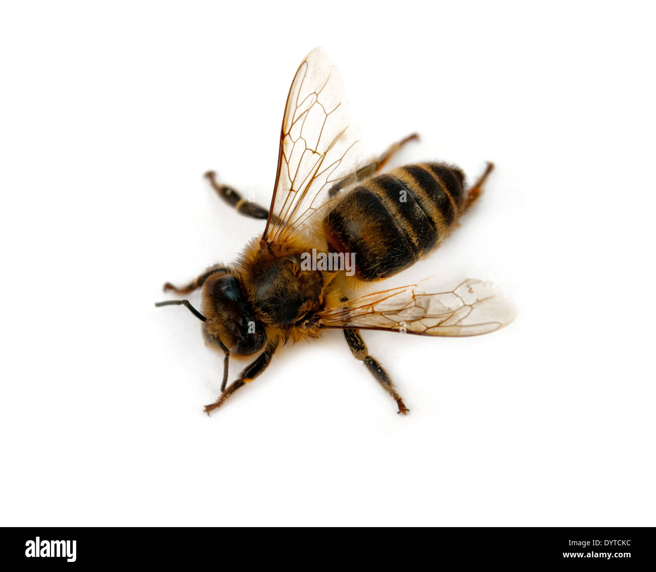 bee isolated on white background Stock Photo - Alamy