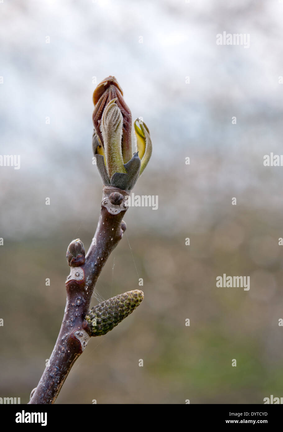 Walnut flower hi-res stock photography and images - Alamy