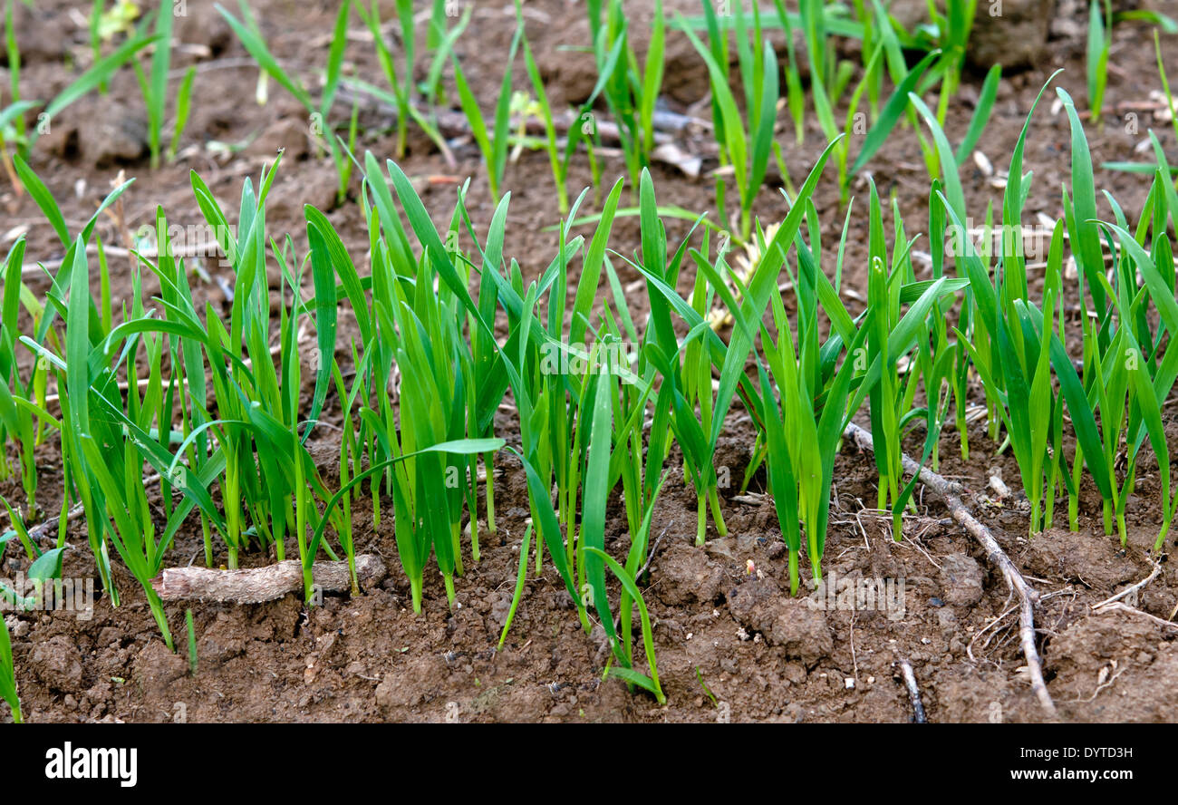 Grass above view hi-res stock photography and images - Alamy