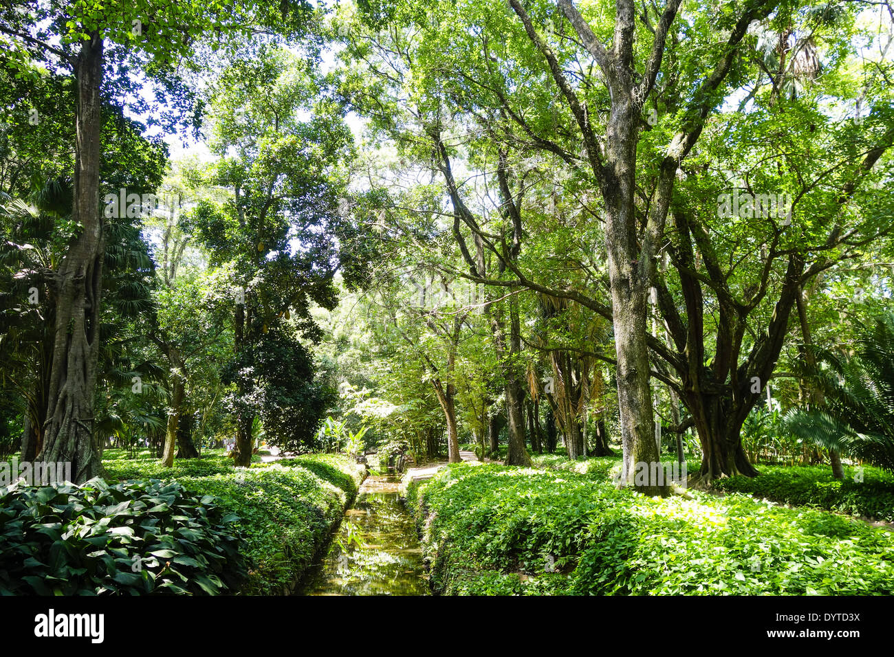 Rio de Janeiro, botanical garden, Jardim Botanico, Brazil Stock Photo ...