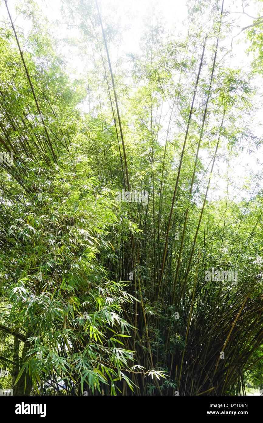 Rio de Janeiro, botanical garden, Jardim Botanico, bamboo, Brazil Stock ...