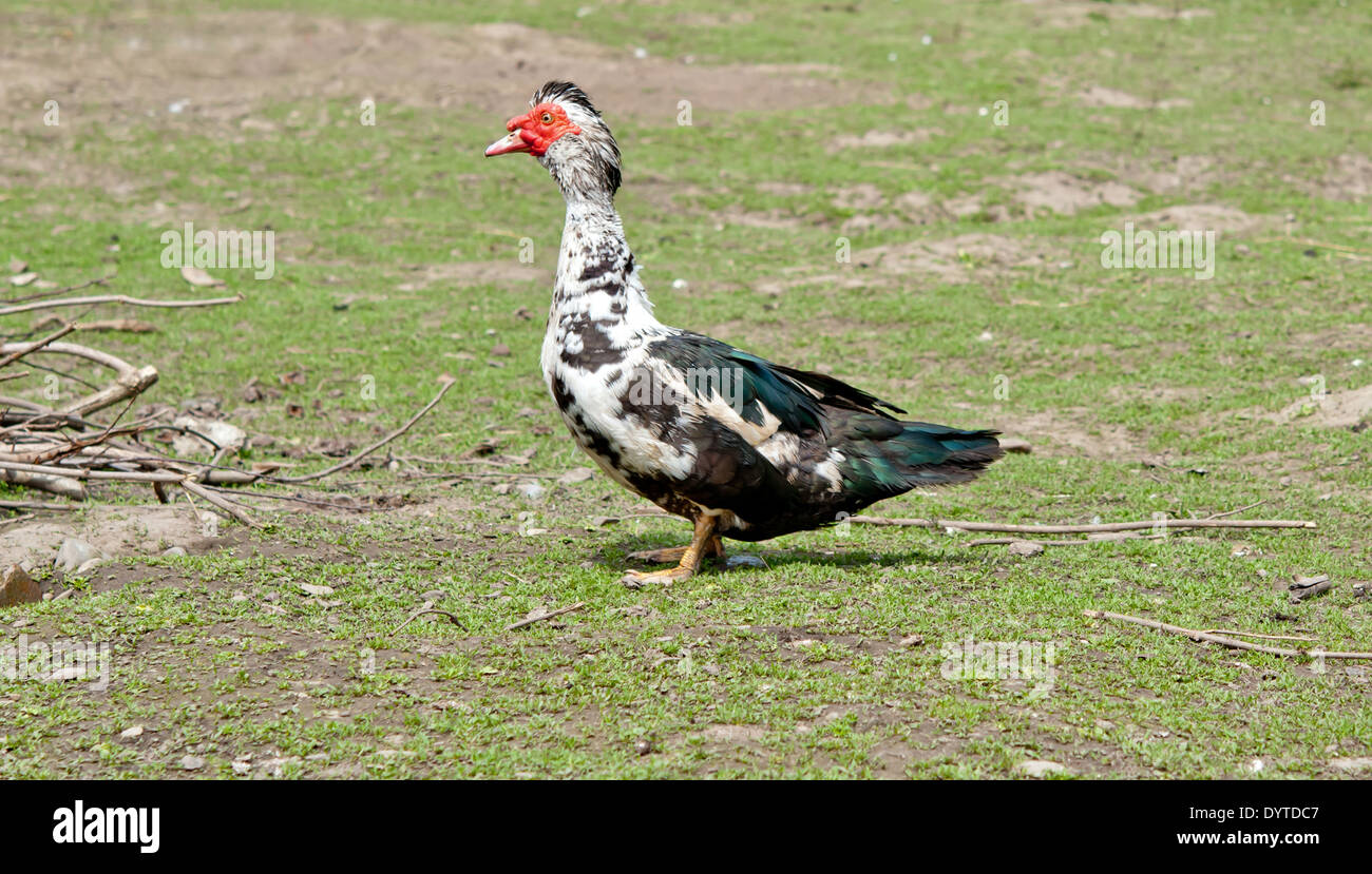 Female muscovy duck hi-res stock photography and images - Alamy