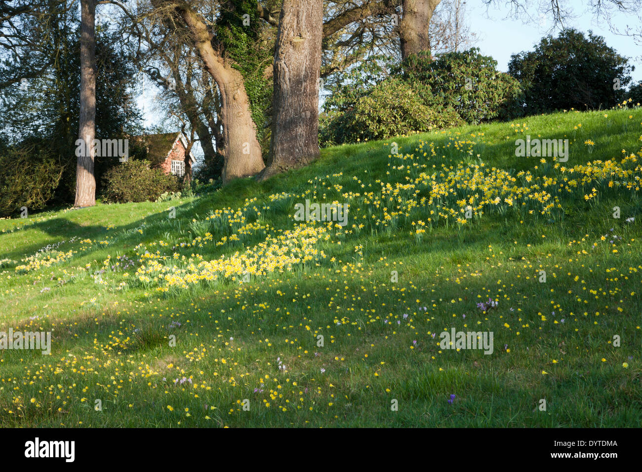 Spring flowers in dappled sunlight at RHS Wisley, Surrey, UK ...