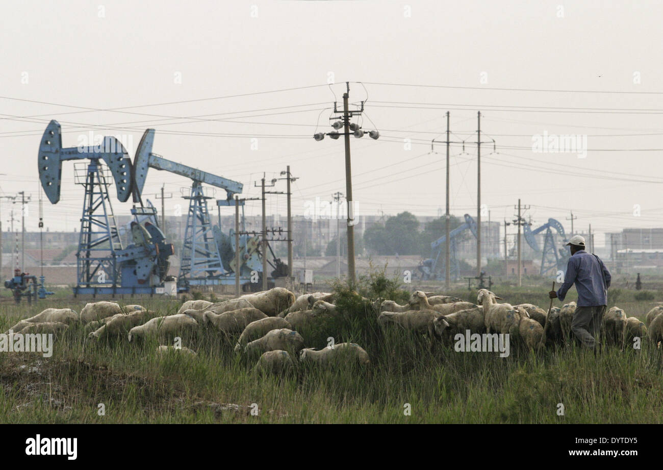 A flock of sheep and shepherd cross an oil well at Sinopec's Shengli ...