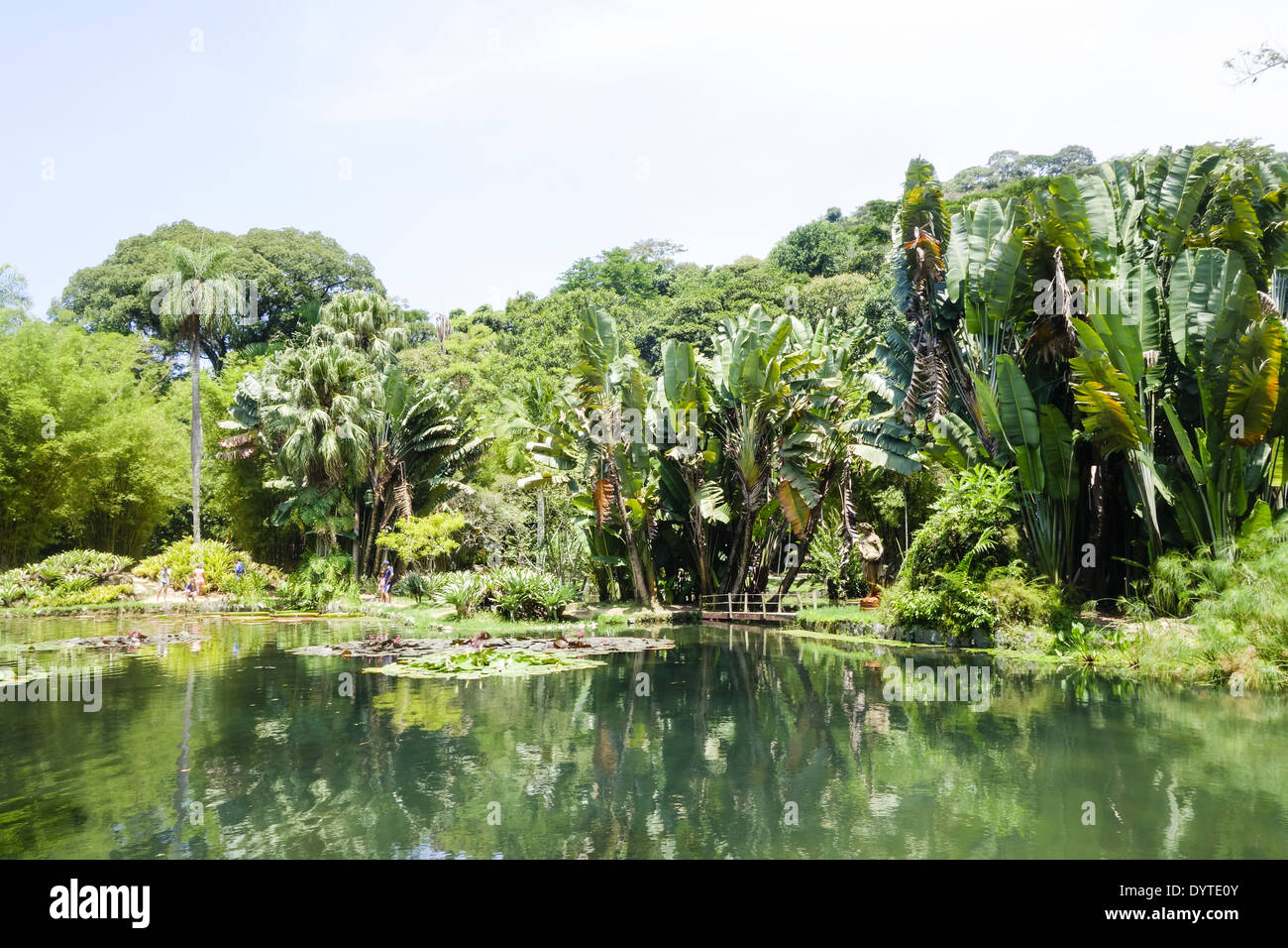Rio de Janeiro, botanical garden, Jardim Botanico, Brazil Stock Photo ...
