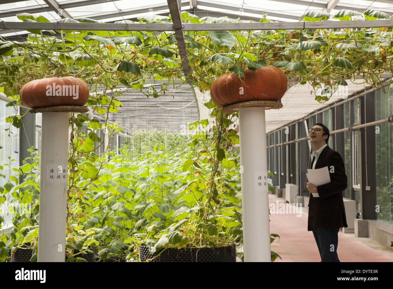 Fruit and vegetable grow in a green room at Huaxi village Stock Photo ...