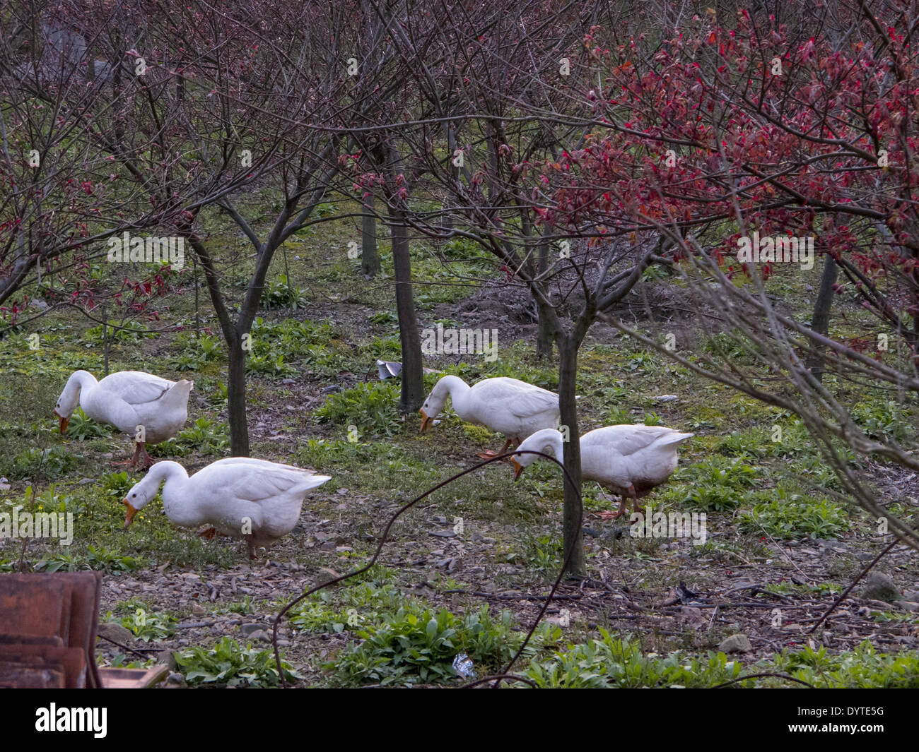Free range geese walks at farm house area in Huzhou Stock Photo - Alamy