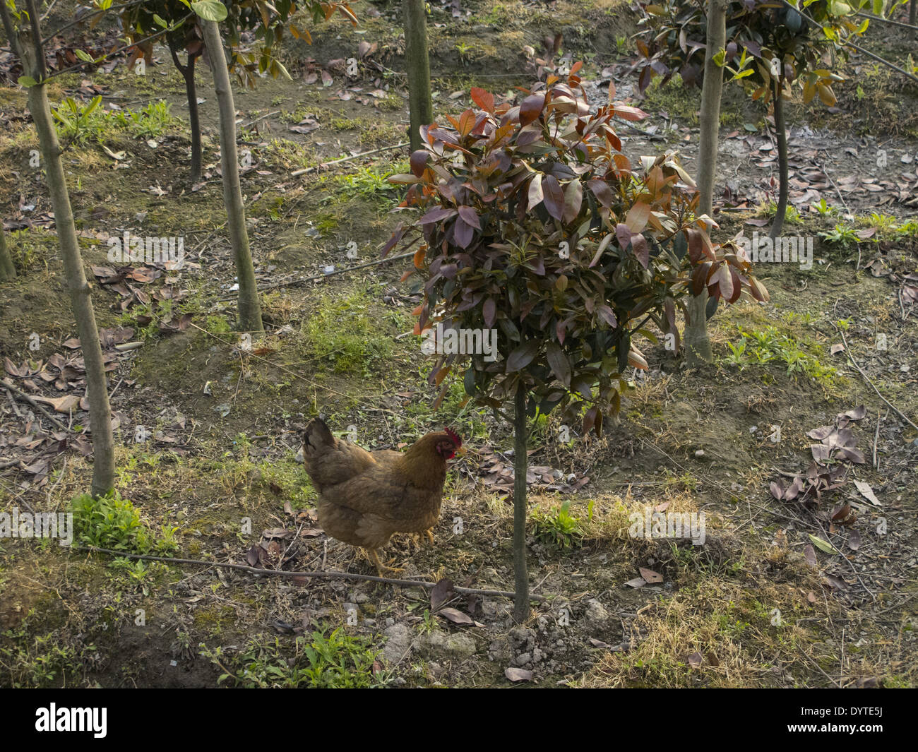 Free range chicken walks at farm house area in Huzhou Stock Photo - Alamy