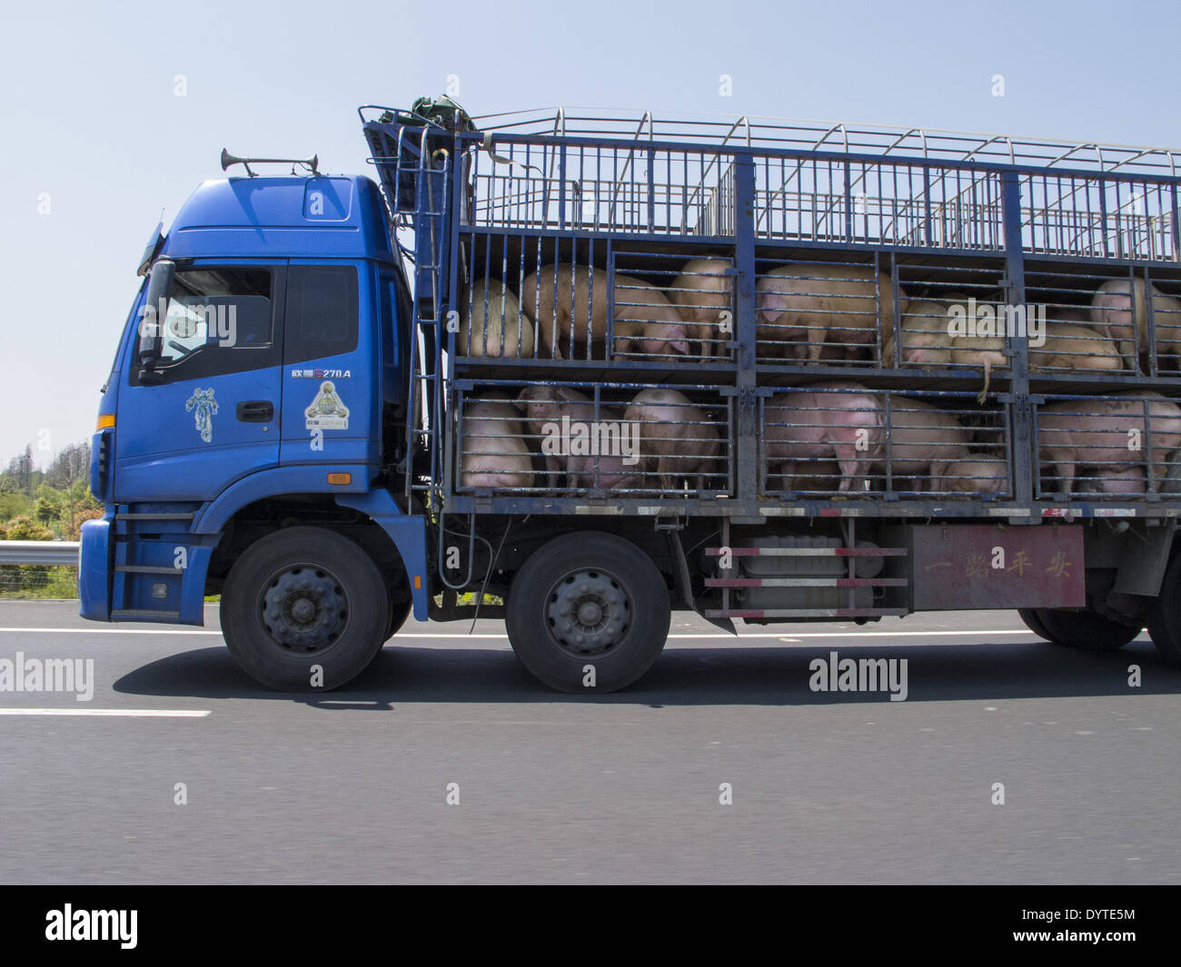 Pig transport hi-res stock photography and images - Alamy