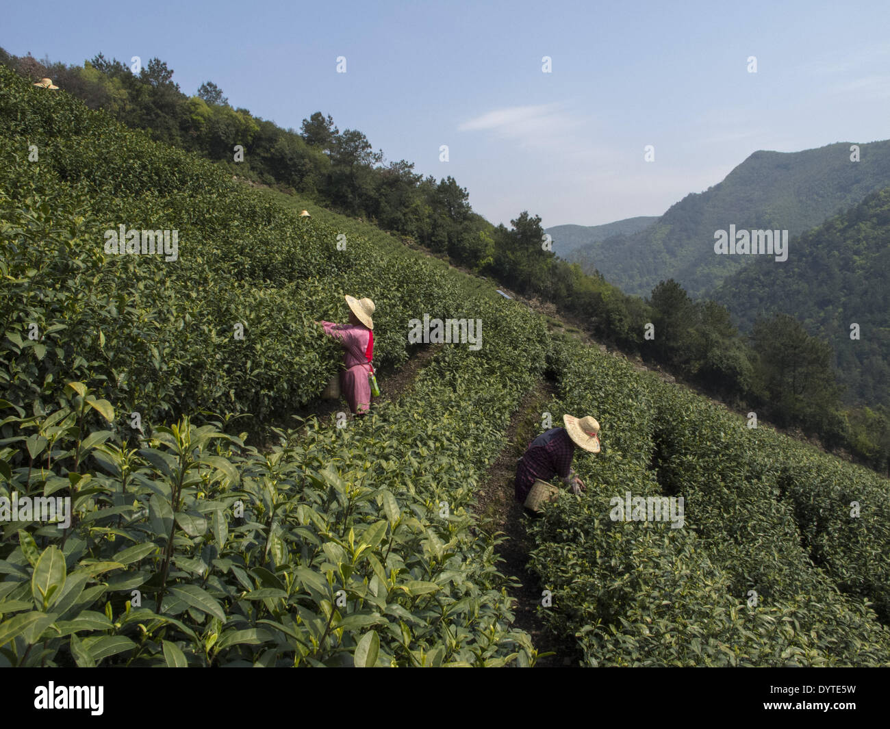 Tea workers hi-res stock photography and images - Alamy