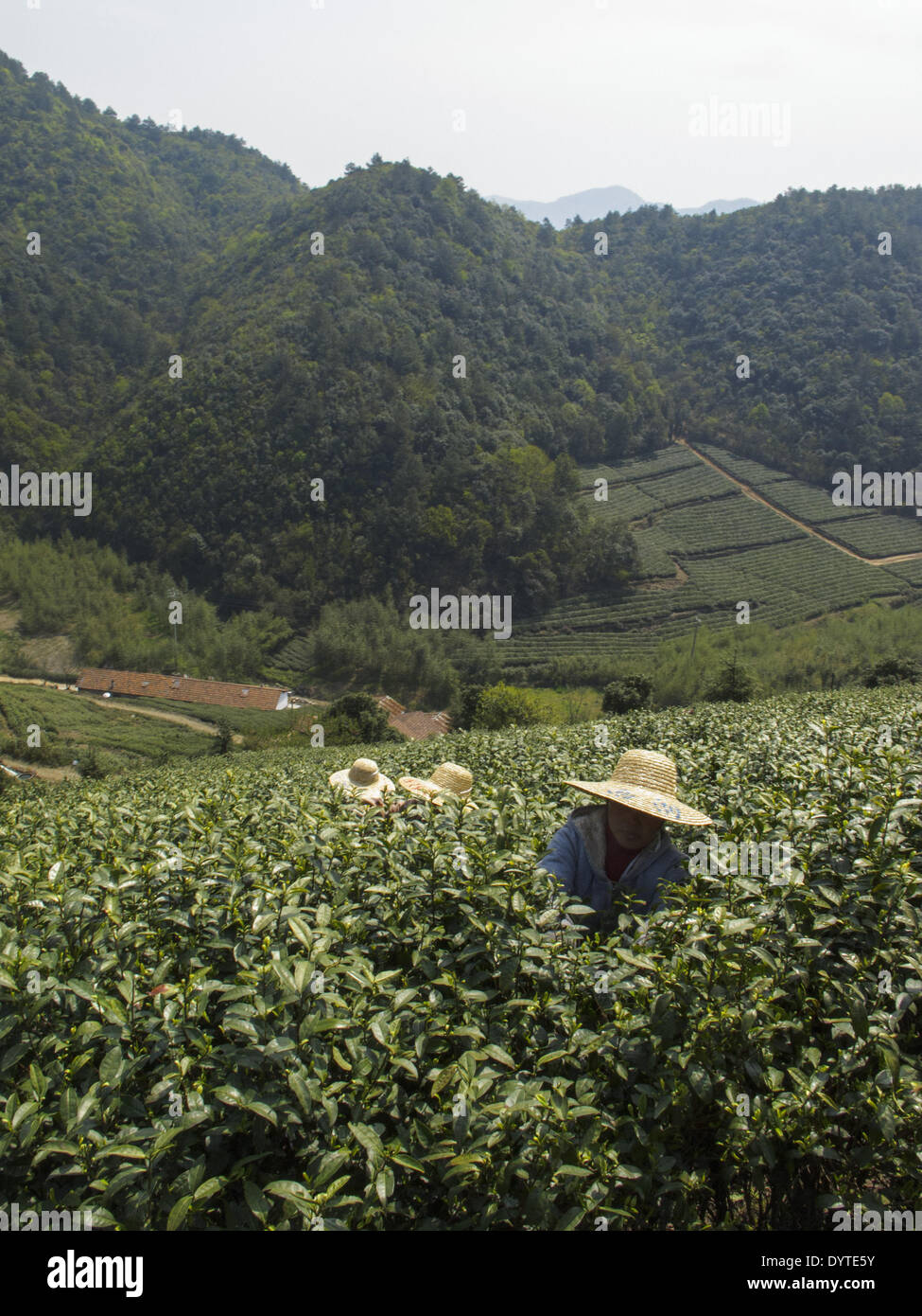 Tea workers hi-res stock photography and images - Alamy