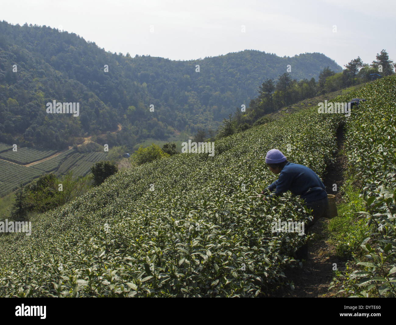 Tea workers pick tea at a field Stock Photo - Alamy