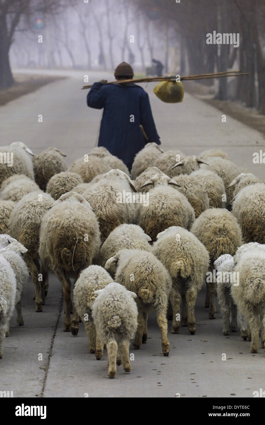 A shepherd lead a flock of sheep at the outskirt of Beijing Stock Photo ...