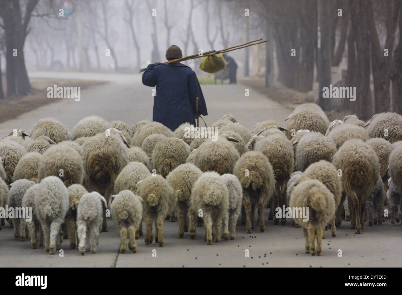 A shepherd lead a flock of sheep at the outskirt of Beijing Stock Photo ...