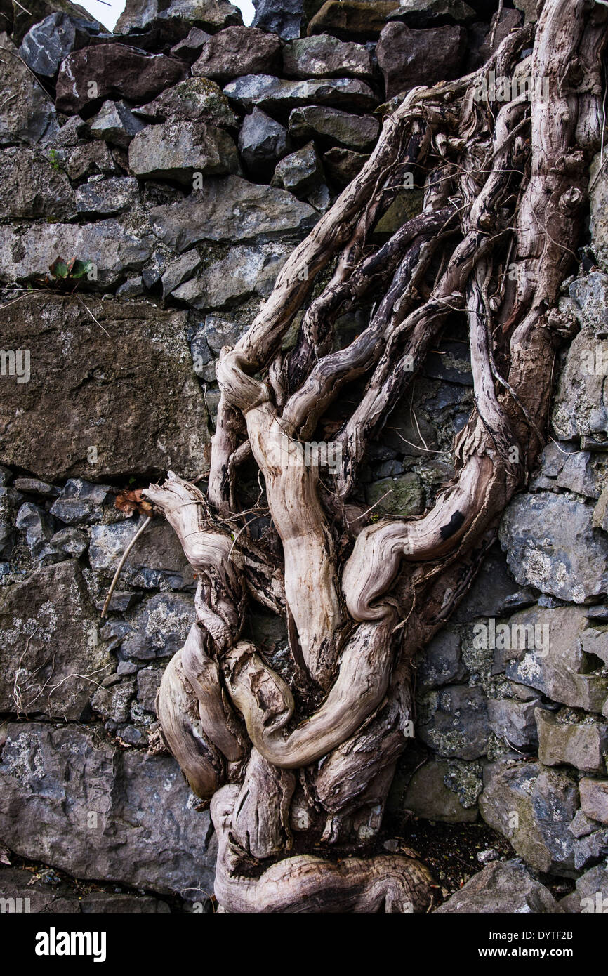 A tree root growing on an old stone wall hi-res stock photography and ...