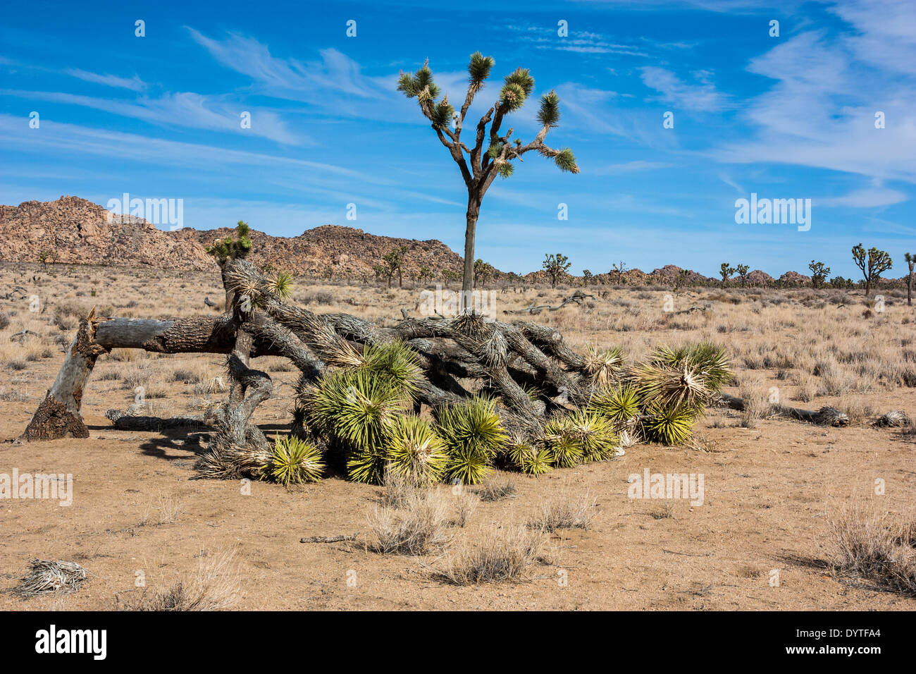 Fallen joshua tree hi-res stock photography and images - Alamy