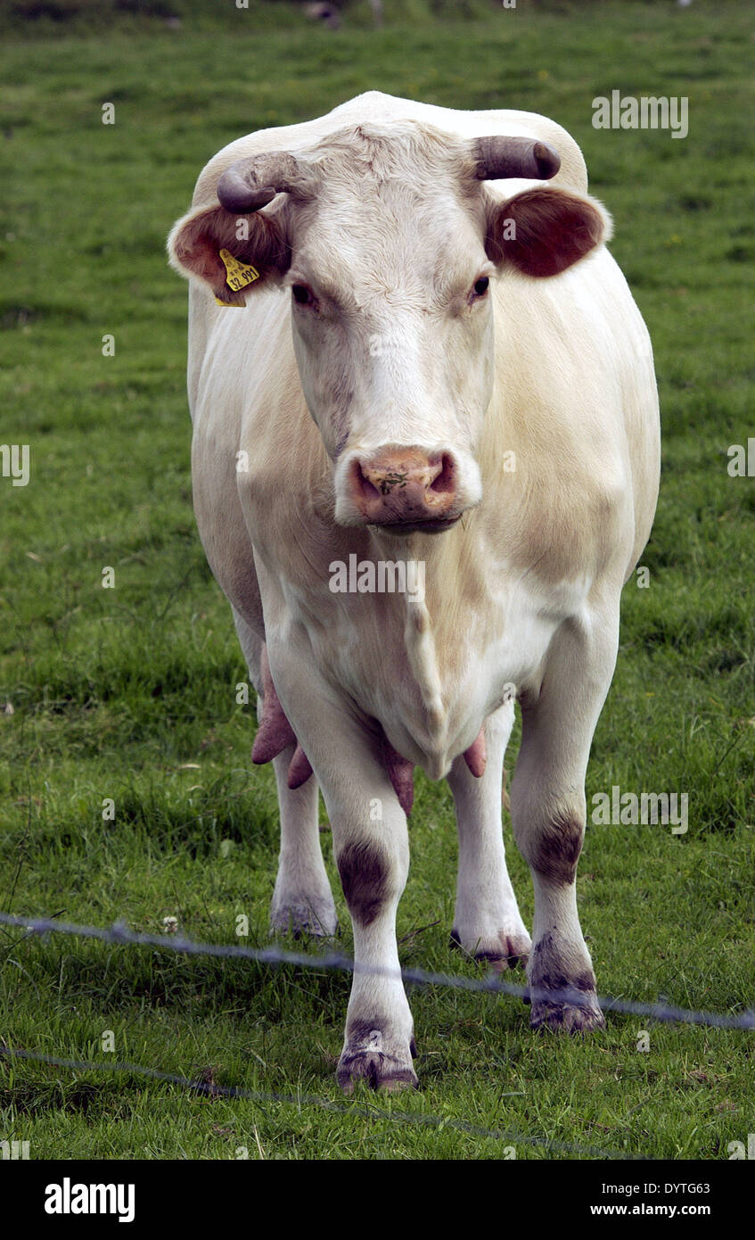 Loose cow hi-res stock photography and images - Alamy