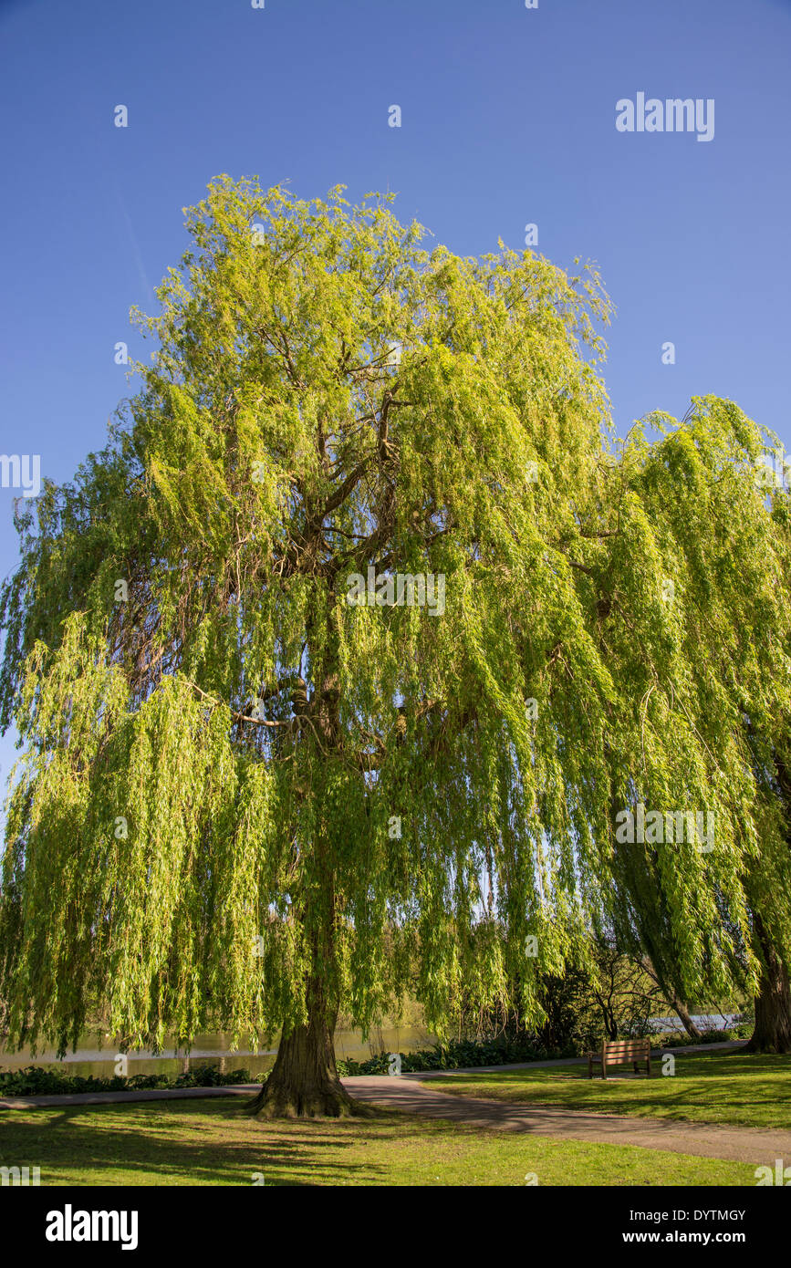 Willow tree hi-res stock photography and images - Alamy
