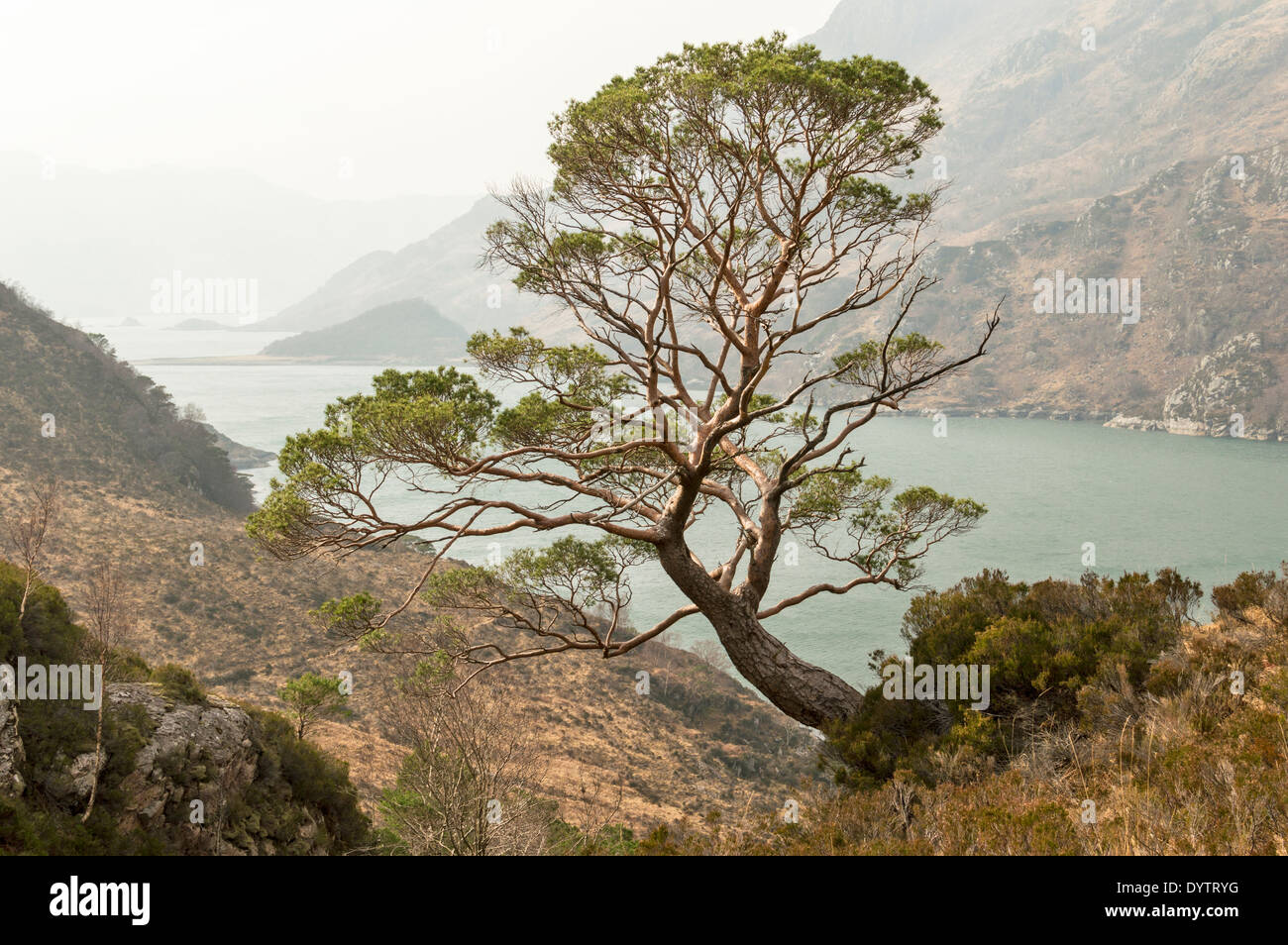 KINLOCH HOURN SEA LOCH OVERLOOKED BY A CALEDONIAN PINE WEST COAST ...