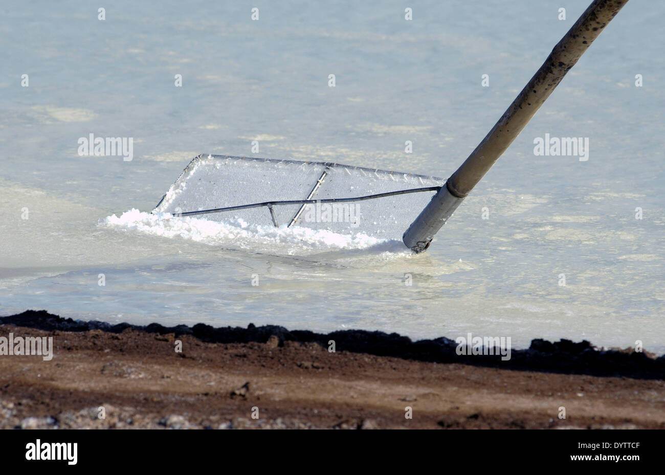 Sal flower hi-res stock photography and images - Alamy