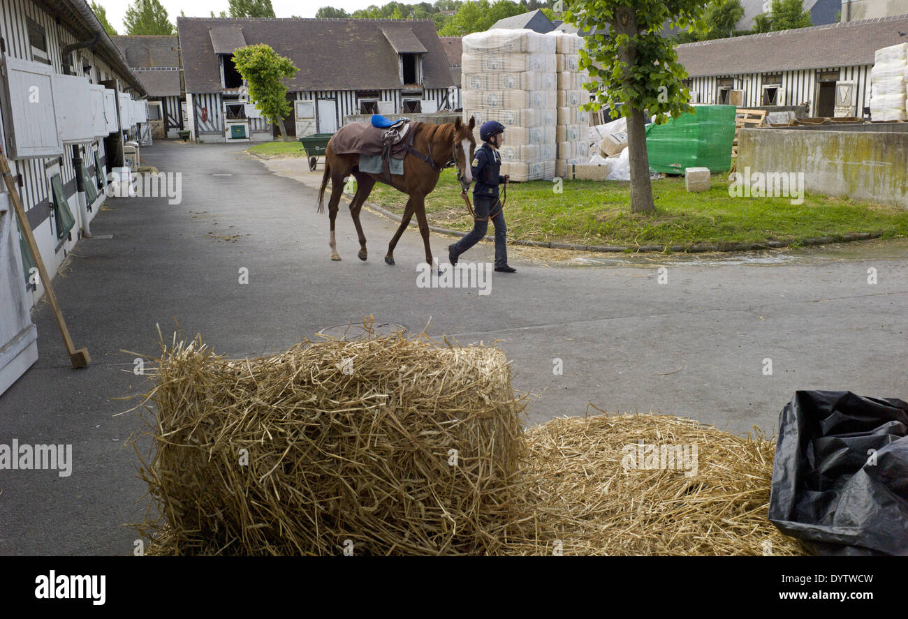 Horse in stall racing hi-res stock photography and images - Alamy