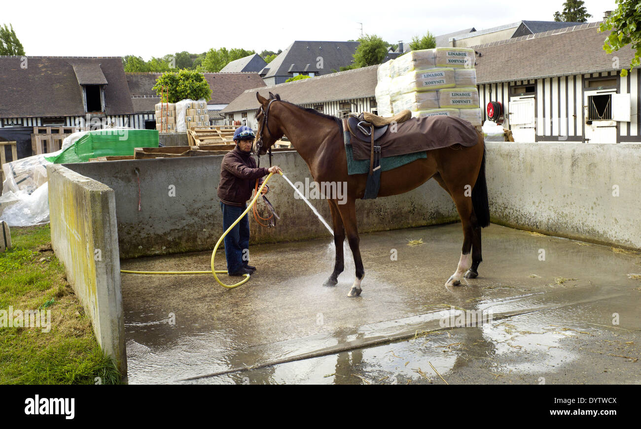 Horse in stall racing hi-res stock photography and images - Alamy