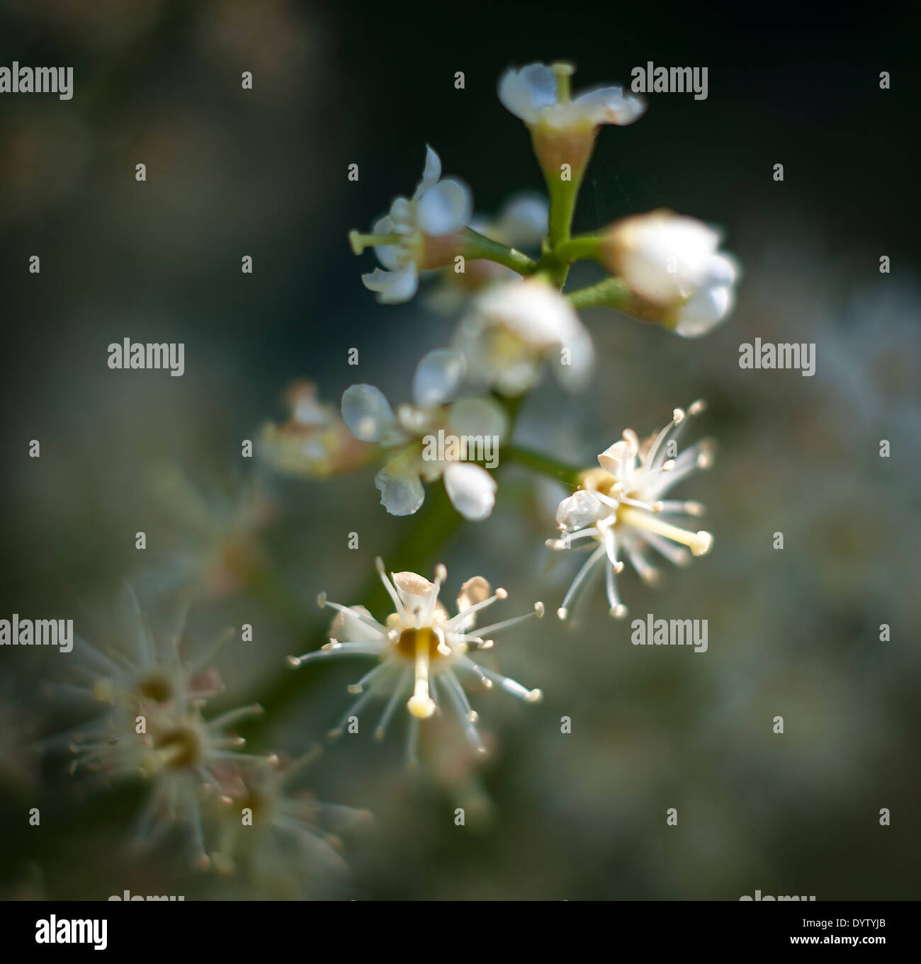 Hawthorn flower blossom hi-res stock photography and images - Alamy
