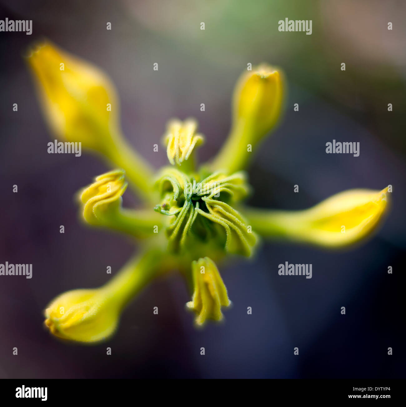 Emerging flower head in Spring garden Stock Photo - Alamy