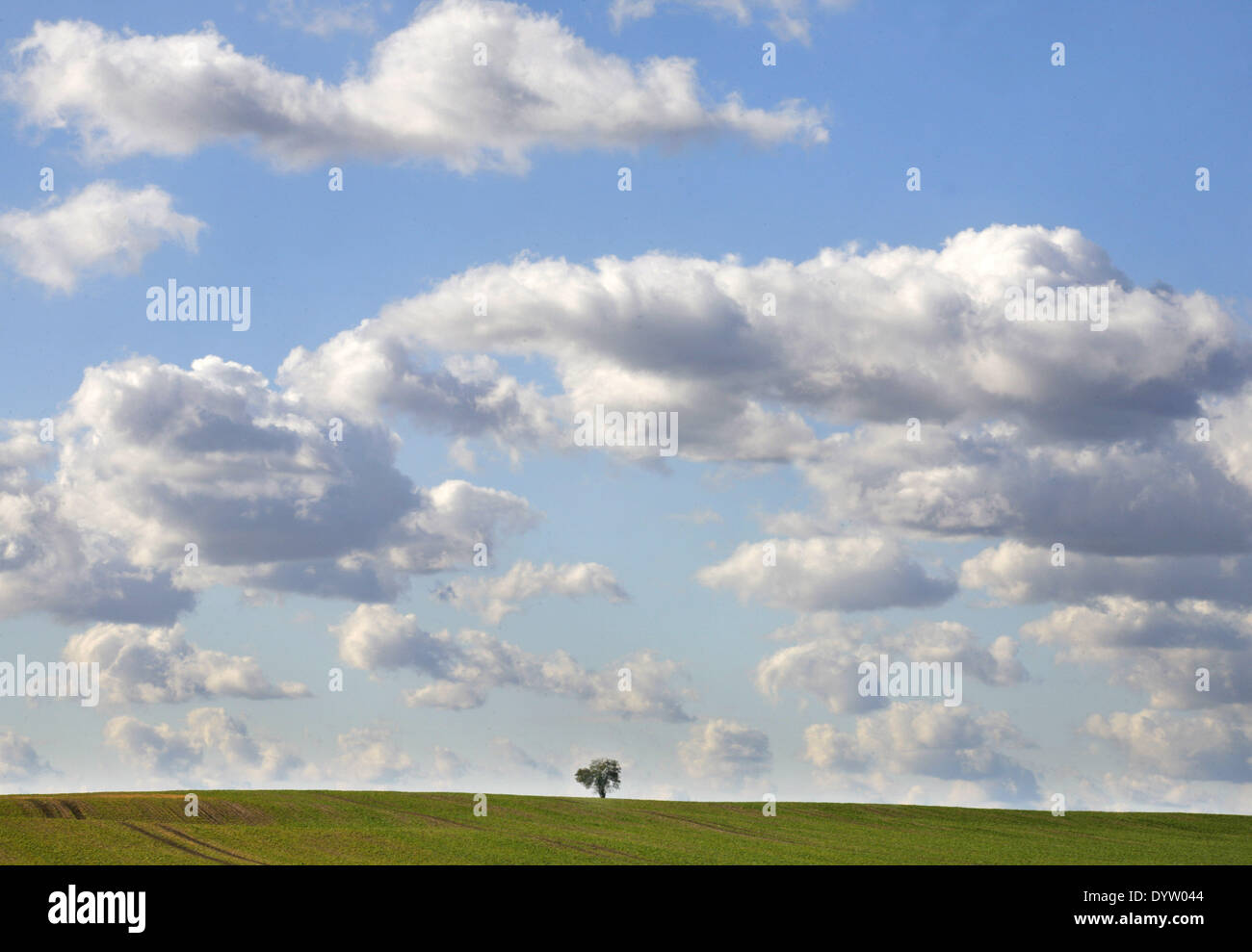 A free standing tree Stock Photo - Alamy