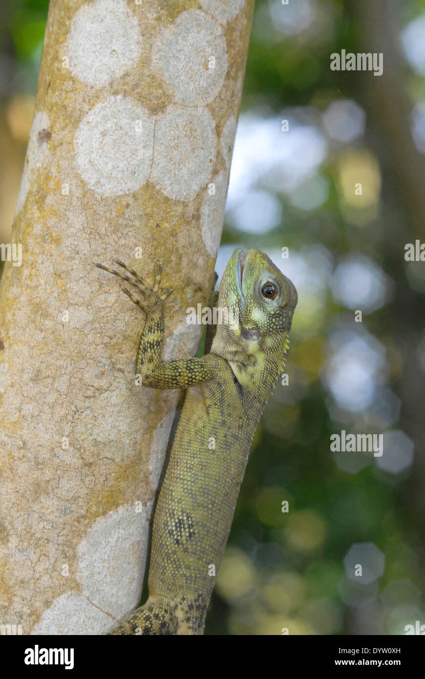 Olive tree runner (Tropidurus umbra) on tree trunk, Brazil Stock Photo ...