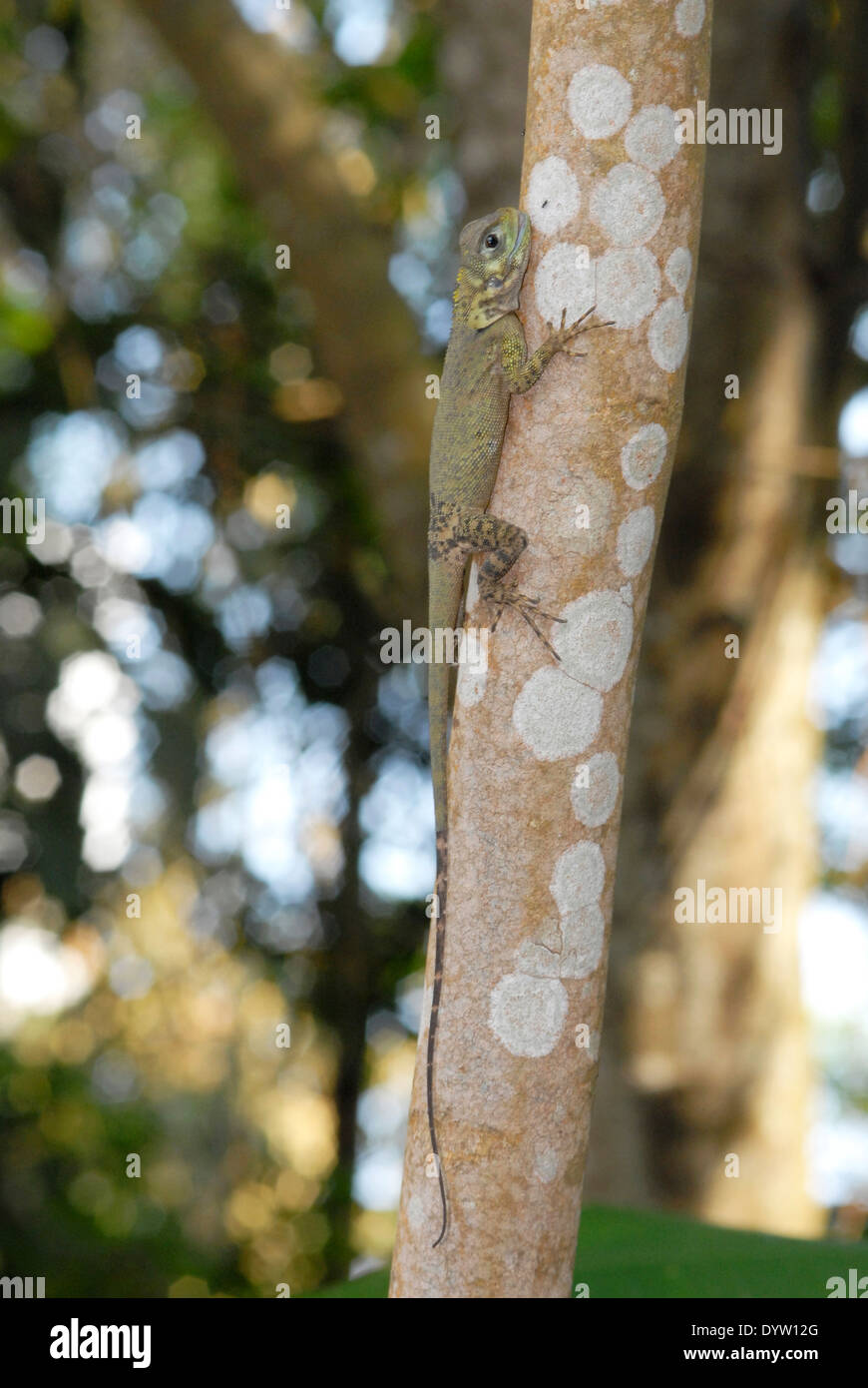 Umbra Photo Tree