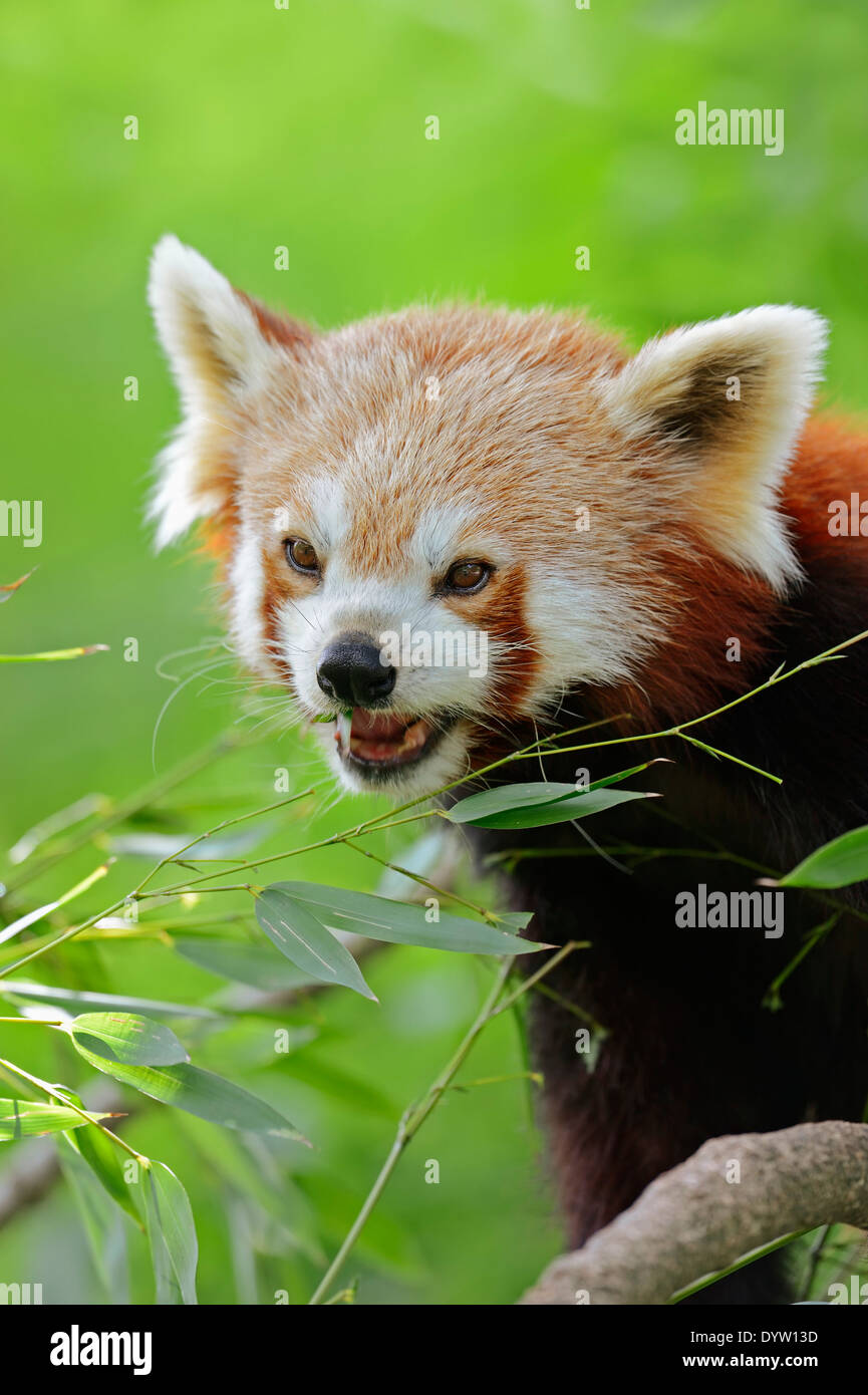 Red Panda or Lesser Panda (Ailurus fulgens Stock Photo - Alamy