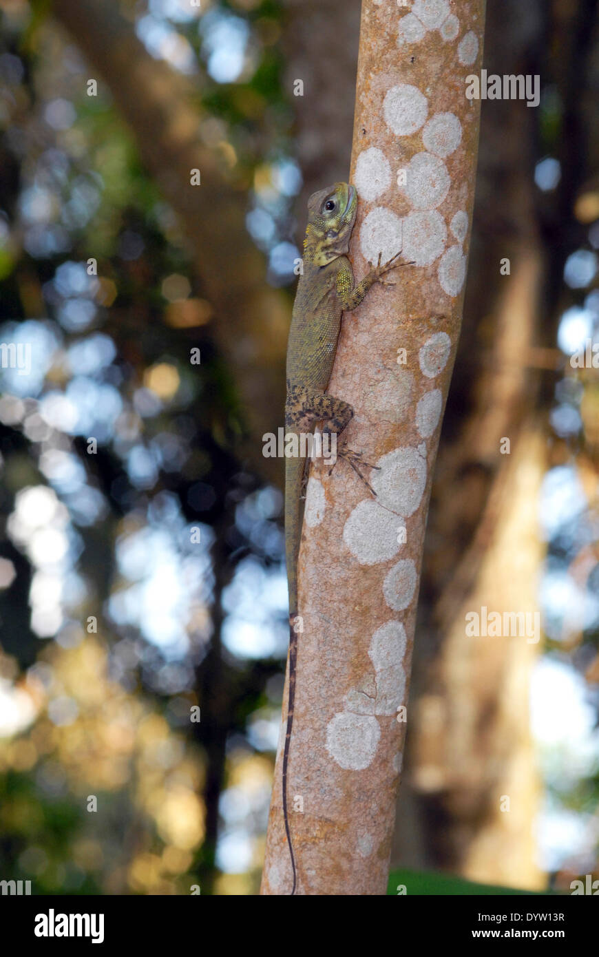 Olive tree runner hi-res stock photography and images - Alamy