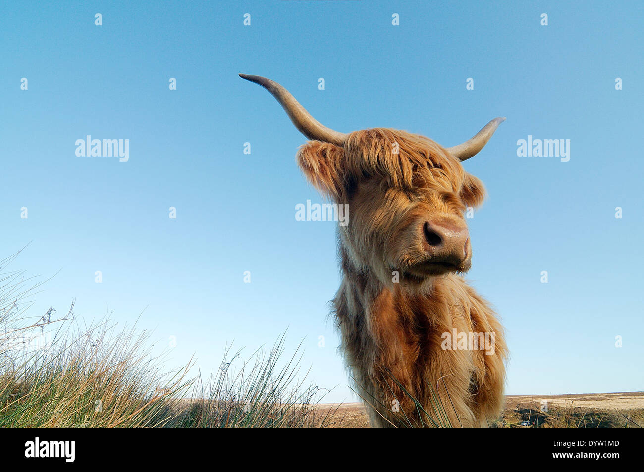 Exmoor highland cow hi-res stock photography and images - Alamy