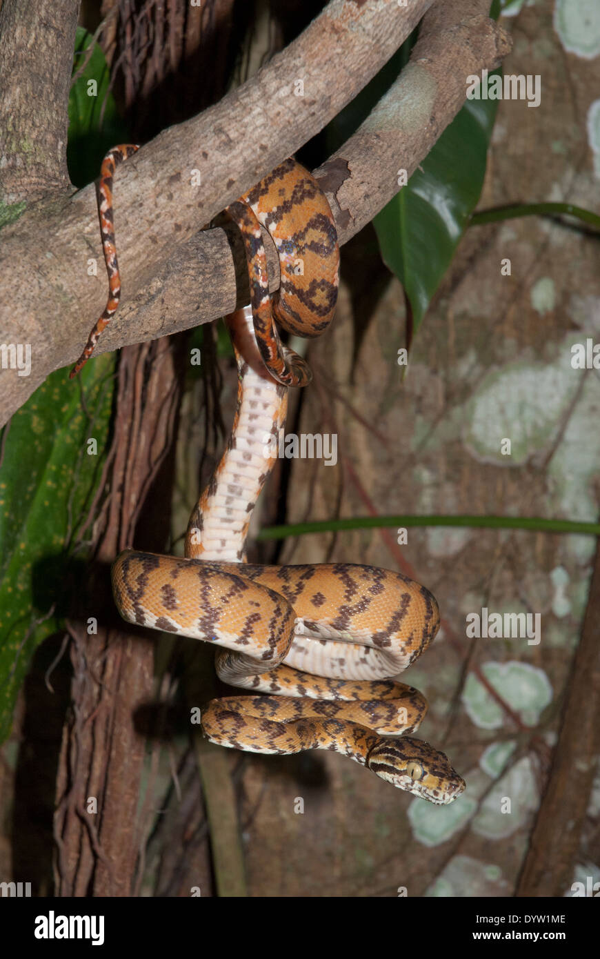 Amazon tree boa (Corallus hortulanus). A captive specimen, photographed ...